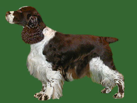 English Springer Spaniel Grooming