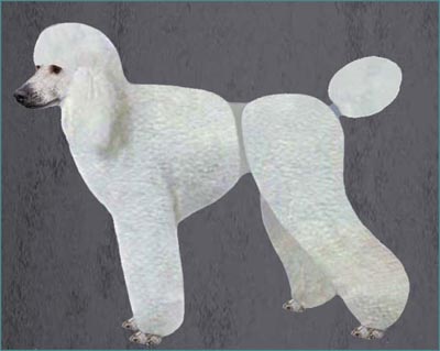 Poodle Dutch Trim Grooming