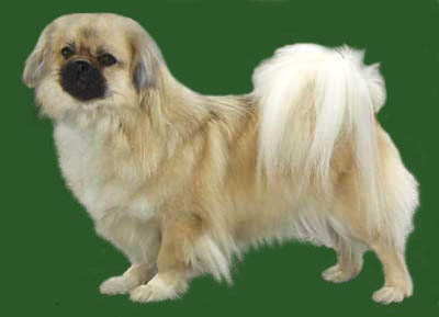 Tibetan Spaniel Grooming