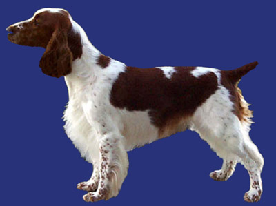 Welsh Springer Spaniel Grooming Standard