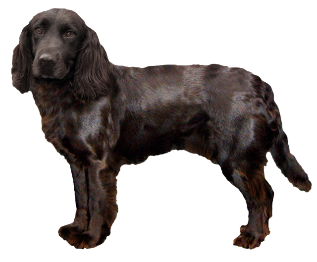 German Spaniel Grooming