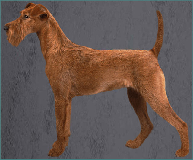 How Do Groomers Bathe A Irish Terrier