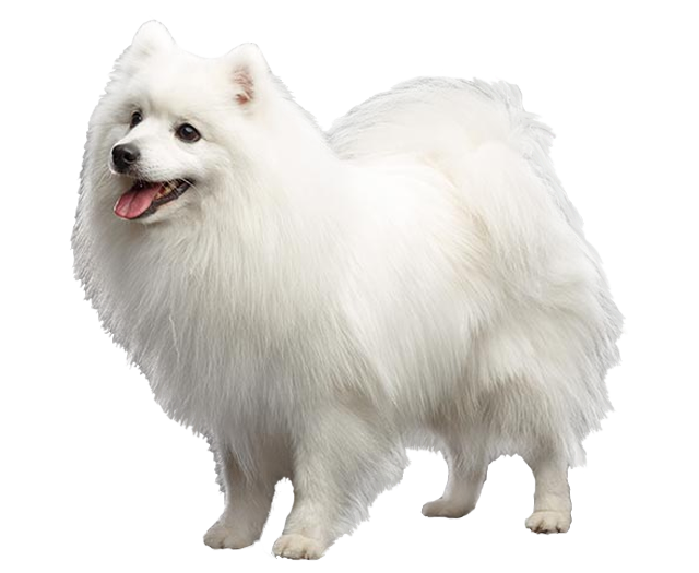 Japanese Spitz Grooming