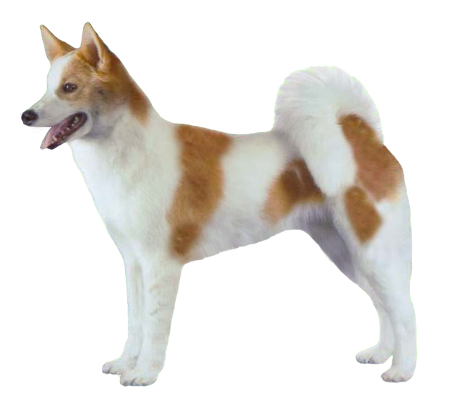 Norrbottenspets Puppies