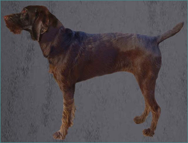 How Often Do You Need To Professionally Groom A Pudelpointer