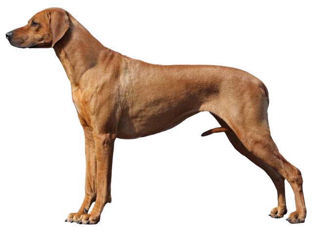 Rhodesian Ridgeback Grooming