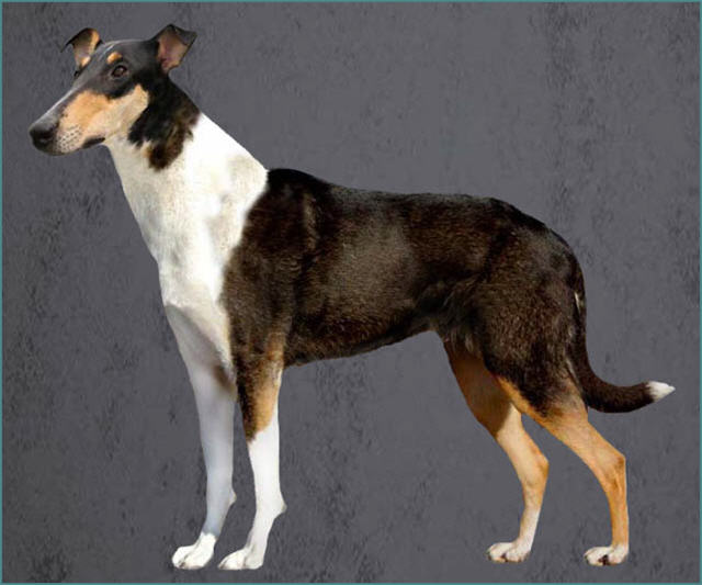 How To Groom A Smooth Collie